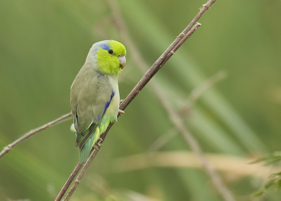Pacific Parrotlet Facts Pet Care Temperament Pictures Singing