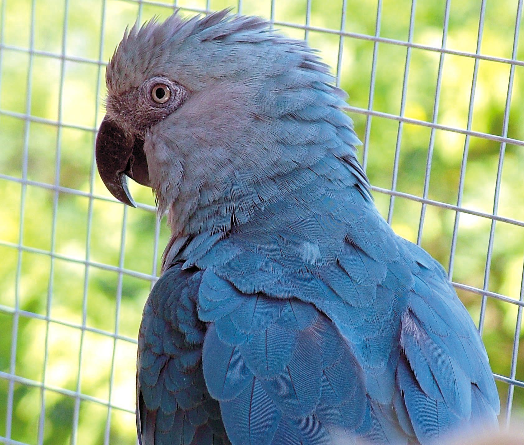 Spix s Macaw Facts Temperament Pet Care Housing Pictures Singing