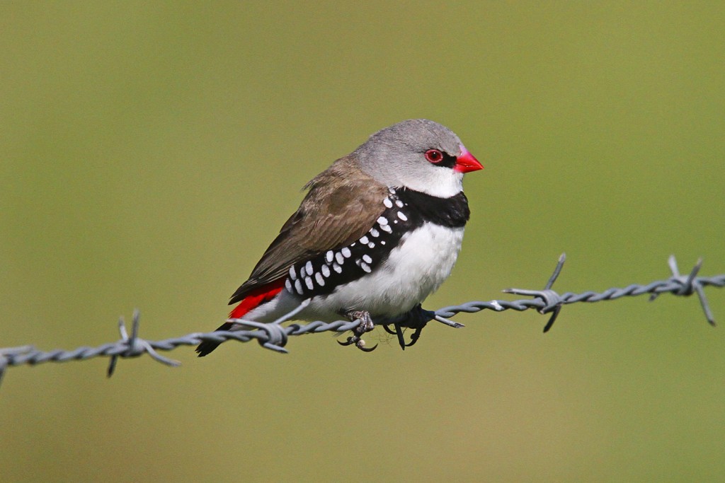 Diamond Firetail Finch Facts, As Pets, Care, Feeding, Pictures
