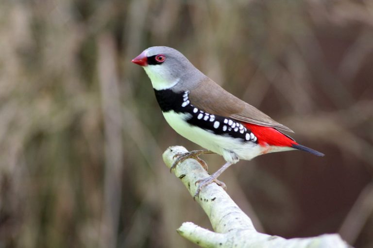 Diamond Firetail Finch Facts, As Pets, Care, Feeding, Pictures