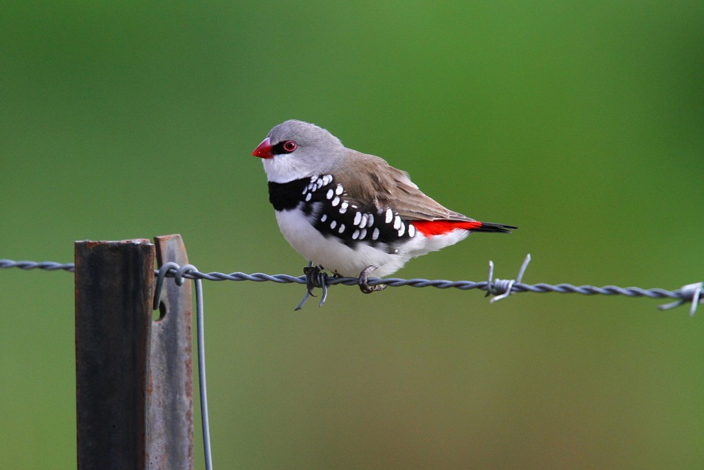 Diamond Firetail Finch Facts, As Pets, Care, Feeding, Pictures