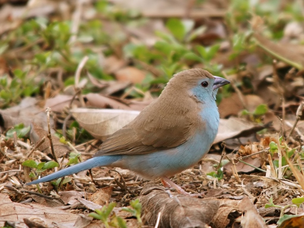 Cordon Bleu Waxbill Facts, As Pets, Housing, Temperament