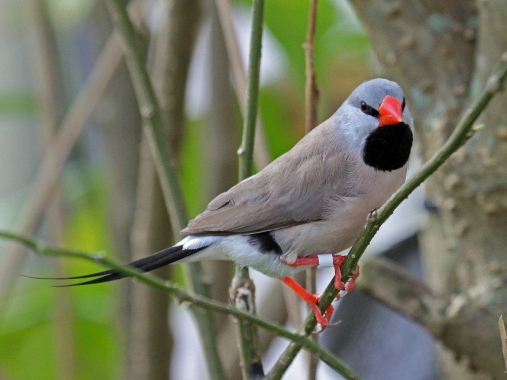 Shaft-tail Finch Facts, As Pets, Care, Temperament, Pictures
