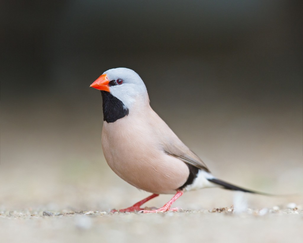 Shaft-tail Finch Facts, As Pets, Care, Temperament, Pictures