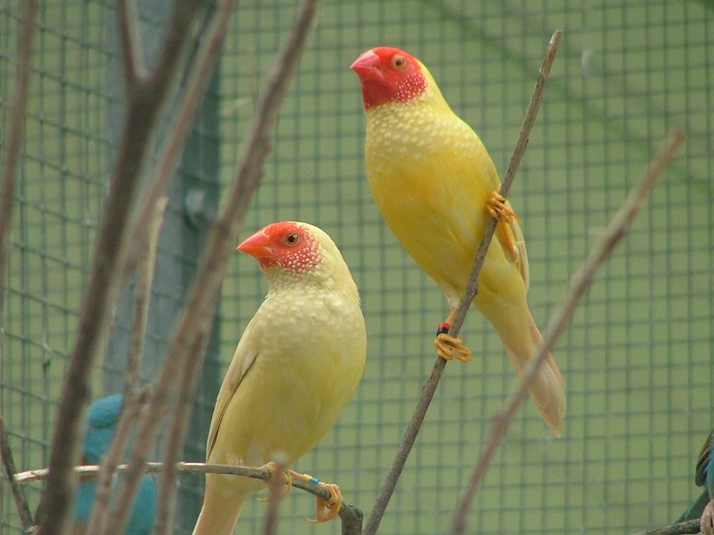 Star Finch Facts, As Pets, Care, Feeding, Behavior Pictures