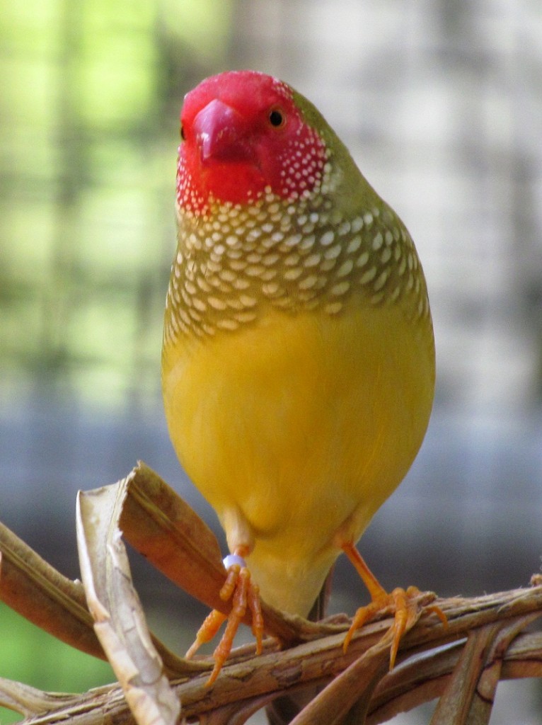 Star Finch Facts, As Pets, Care, Feeding, Behavior Pictures
