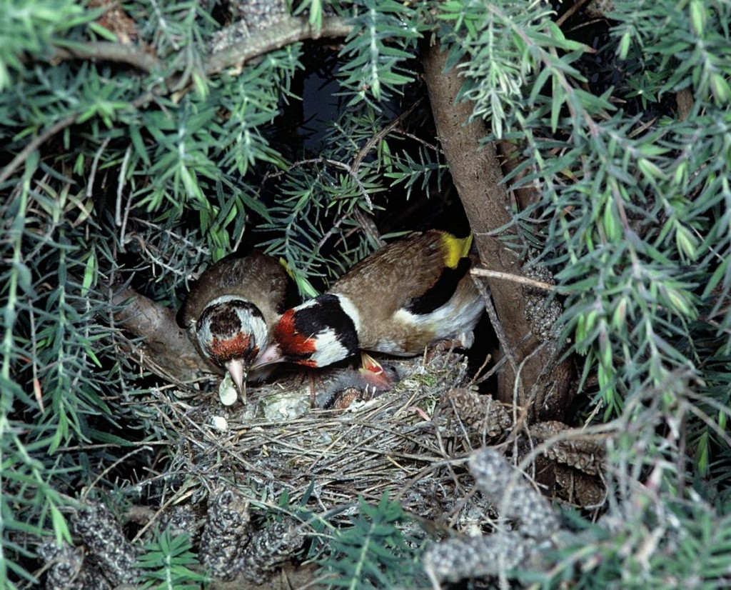 European Goldfinch Facts, Temperament As Pets, Care, Pictures