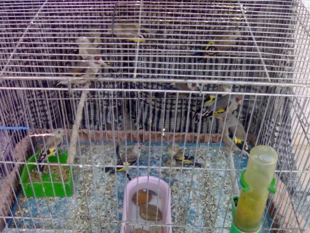 European Goldfinch Facts, Temperament As Pets, Care, Pictures