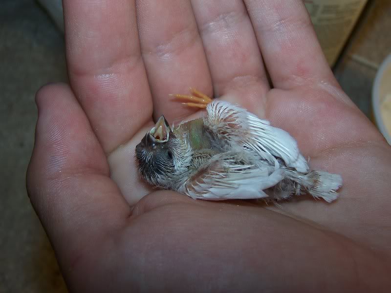Finches List Of Types With Pictures Care Tips Singing Wings Aviary Finches List Of Types With Pictures Care Tips Singing Wings Aviary