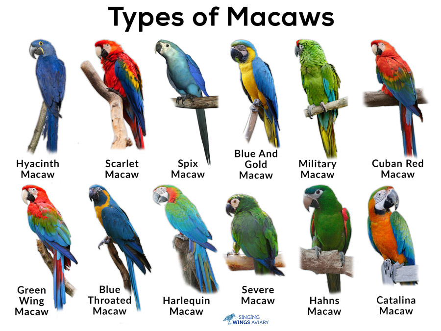 Macaw Species By Size Top Brands Www pinnaxis