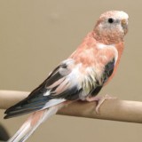 Bourke's Parakeet Facts, Behavior As Pets, Care, Pictures