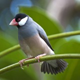 Finches: List of Types With Pictures & Care Tips