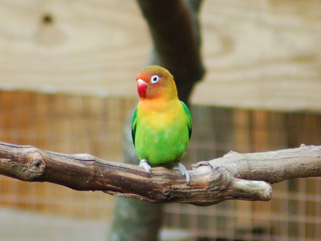 Lutino Lovebird Facts, Care as Pets, Diet, Pictures