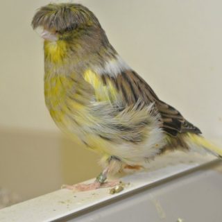 Yellow Canary Facts, Pet Care, Behavior, Diet, Price, Pictures