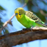 Parakeets: List of Types, Care as Pets, Lifespan, Pictures