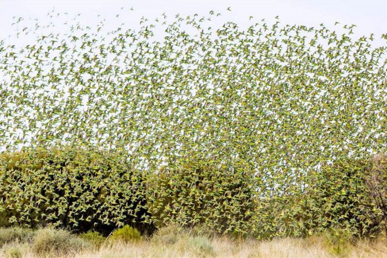 Budgerigar Bird Facts, Pet Care, Behavior, Housing, Pictures