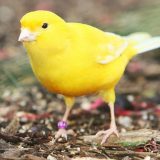 Canaries: List of Types, Care as Pet, Lifespan, Pictures