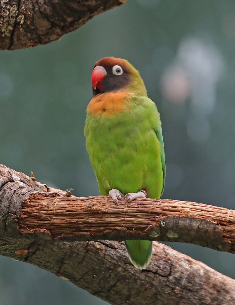 Black-Cheeked Lovebird Facts, Housing, Pet Care, Pictures