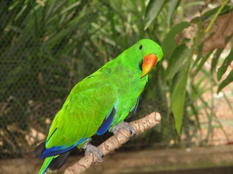 Eclectus Parrot Facts, Behavior, Pet Care, Housing, Pictures