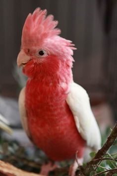 Rose-Breasted Cockatoo (Galah) Facts, Care as Pets, Pictures | Singing ...