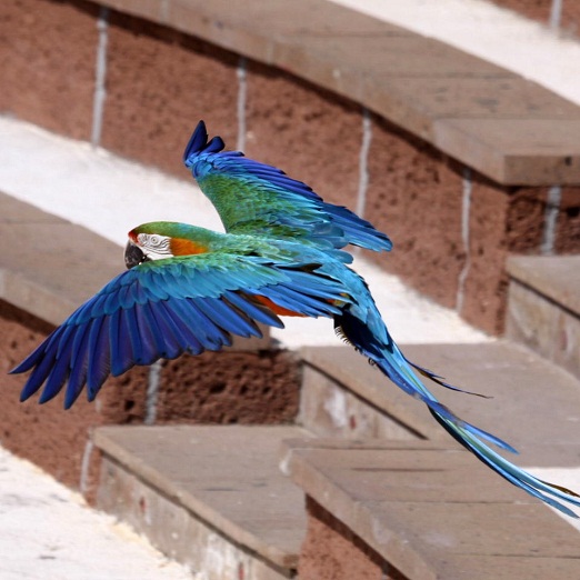 Catalina Macaw Facts, Care as Pets, Behavior, Health Problems, Price ...