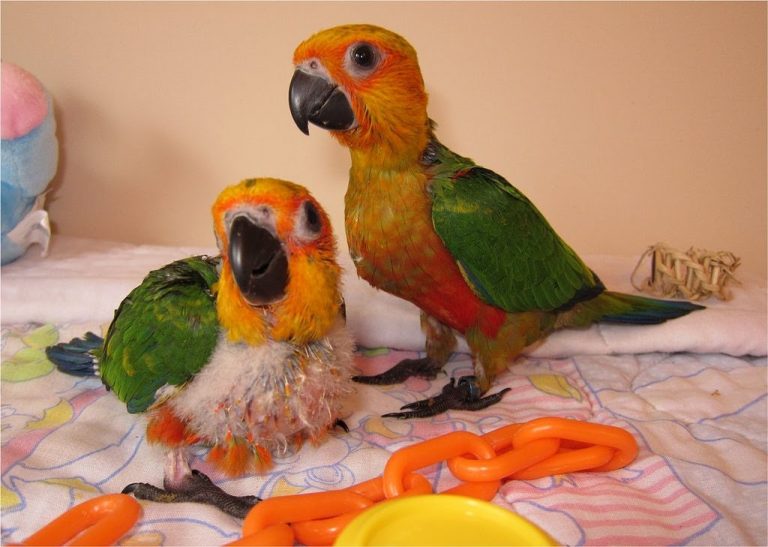 Jenday Conure Facts, Pet Care, Diet, Behavior, Price, Pictures