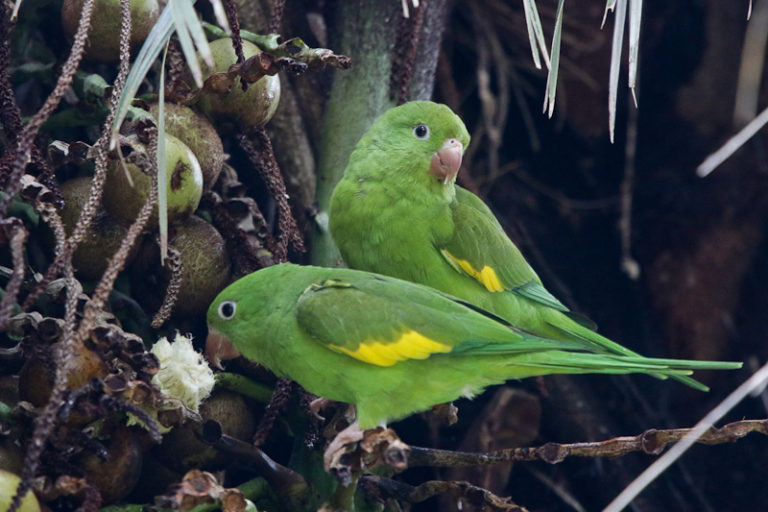 Yellow-Chevroned Parakeet Facts, Care as Pets, Price, Pictures