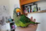 Peach-Fronted Conure Facts, Care as Pets, Price, Pictures