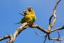 Peach-Fronted Conure Facts, Care as Pets, Price, Pictures