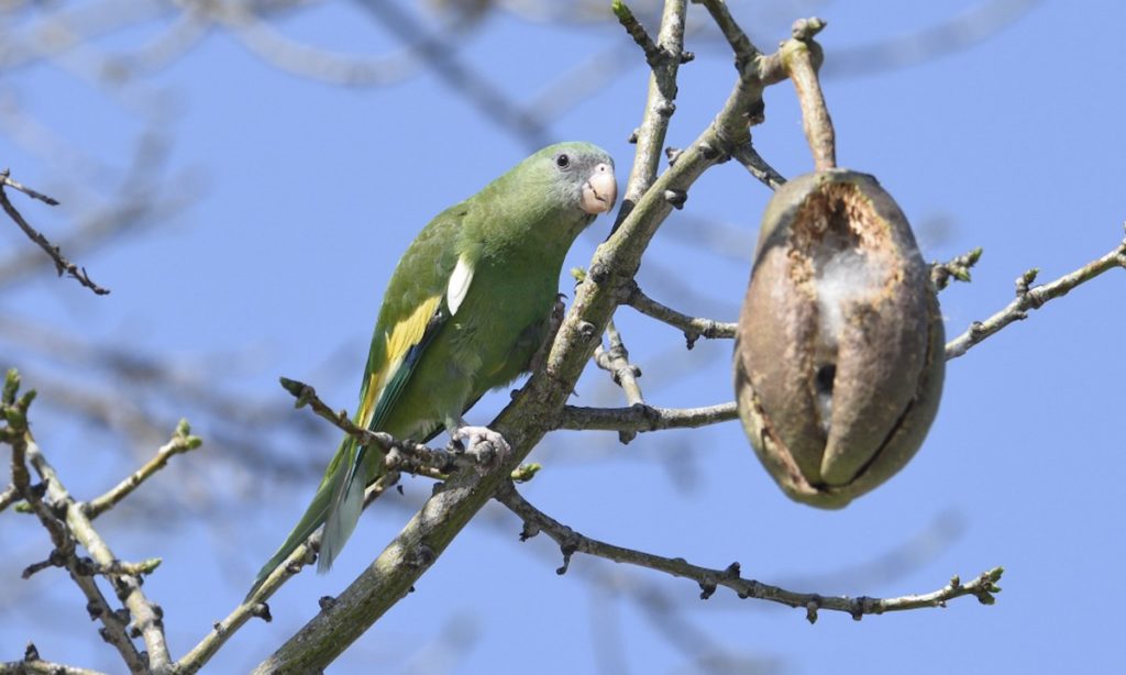 White-Winged Parakeet Facts, Care as Pets, Housing, Pictures