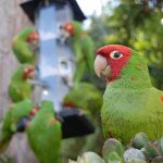 Peach-Fronted Conure Facts, Care as Pets, Price, Pictures | Singing ...