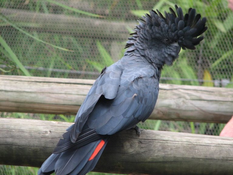 Red-Tailed Black Cockatoo Facts, Care as Pets, Habitat, Diet, Pictures