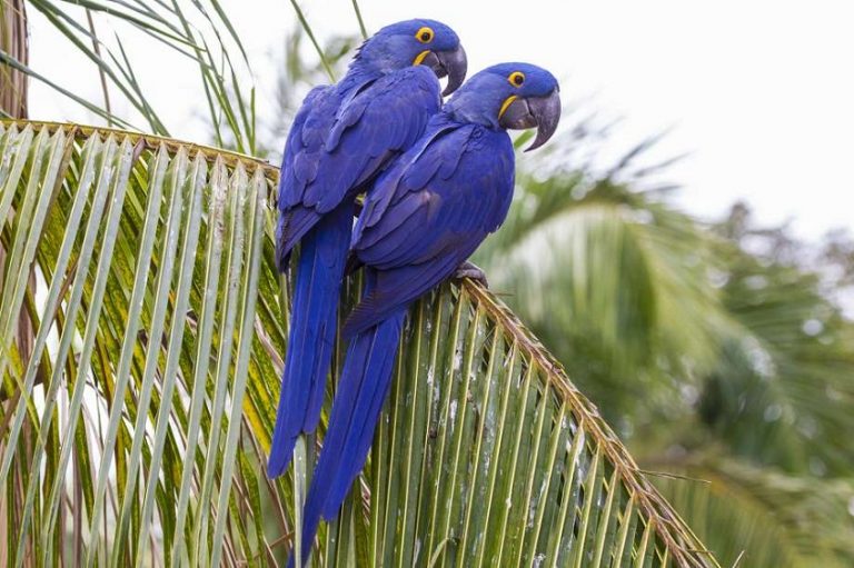 Hyacinth Macaw Facts, Care as Pets, Housing, Diet, Images, Video