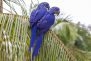 Hyacinth Macaw Facts, Care as Pets, Housing, Diet, Images, Video