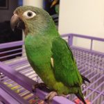 Dusky Conure Facts, Behavior, Care as Pets, Pictures