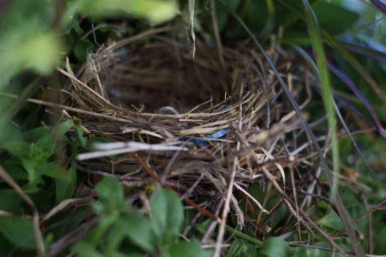 Purple Finch Facts, Behavior, Care as Pets, Pictures