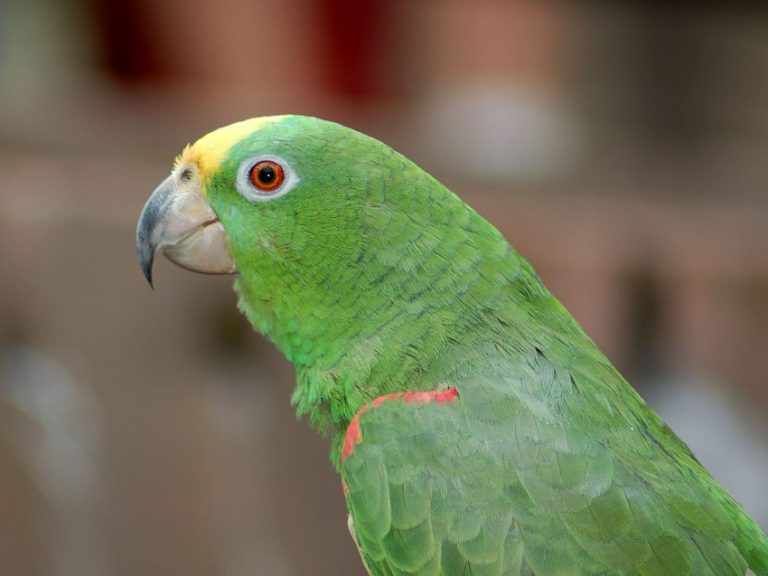Yellow-crowned Amazon facts, Care as Pets, Pictures