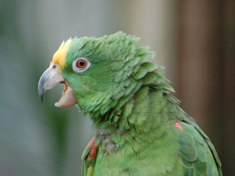 Yellow-crowned Amazon facts, Care as Pets, Pictures