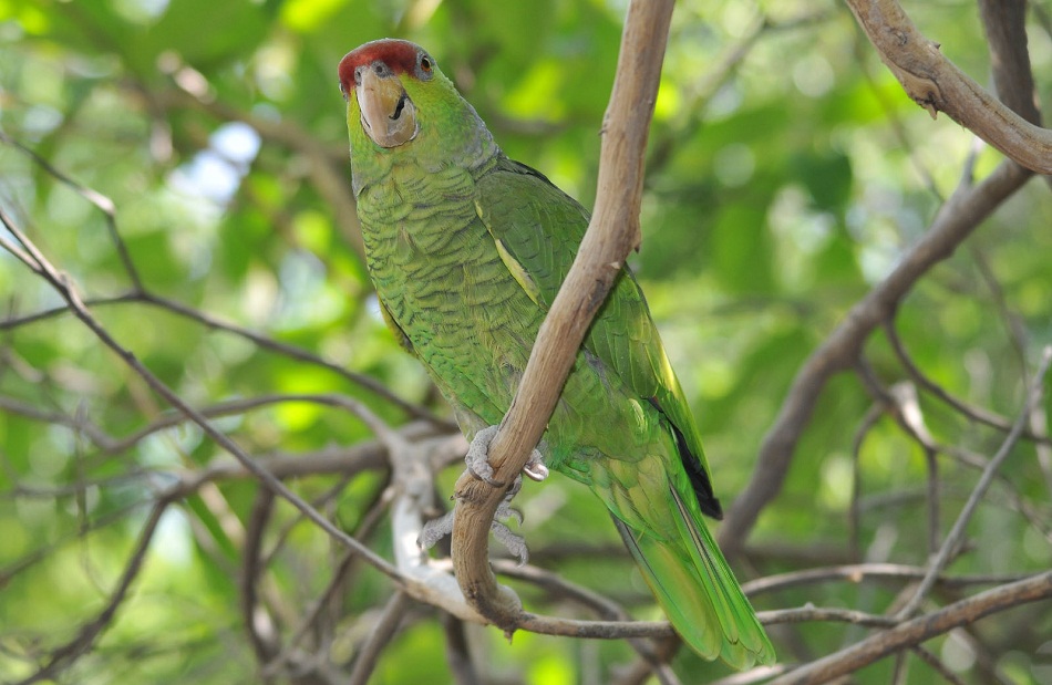 Lilac-crowned Amazon Facts, Care as Pets, Pictures