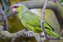 Lilac-crowned Amazon Facts, Care as Pets, Pictures
