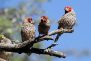 Red-headed Finch Facts, Care as Pets, Pictures
