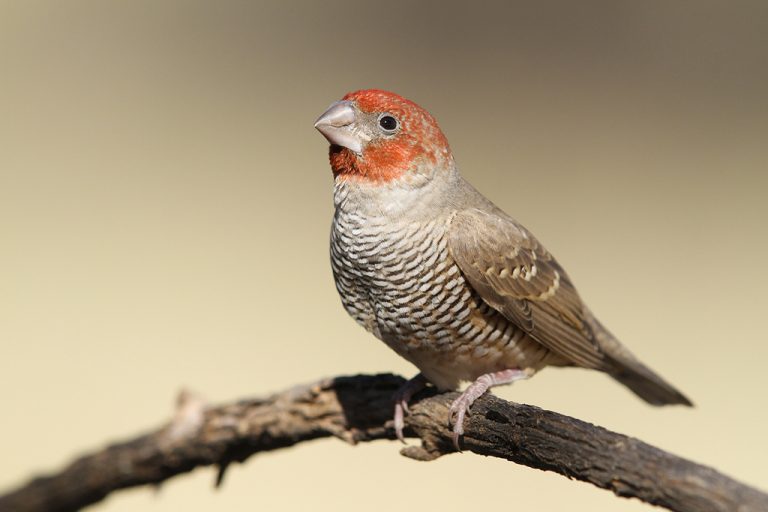 Red-headed Finch Facts, Care as Pets, Pictures