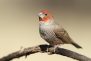 Red-headed Finch Facts, Care as Pets, Pictures