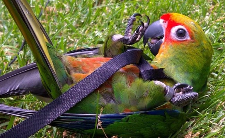 Gold-capped conure facts, Care as Pets, Pictures