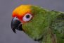 Gold-capped conure facts, Care as Pets, Pictures