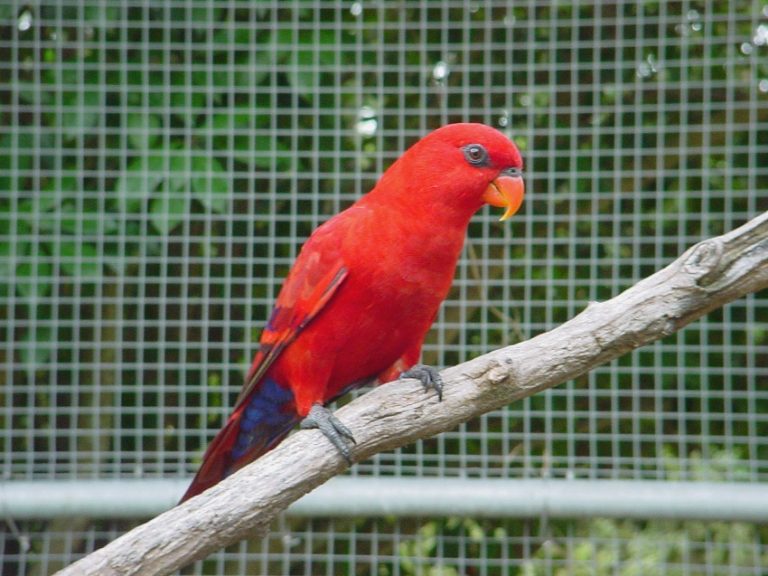 Red Lory Facts, Care as Pets, Pictures