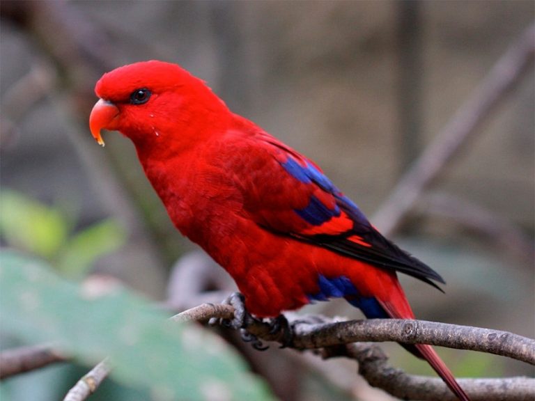 Blue-Streaked Lory Facts, Pet Care, Feeding, Behavior, Pictures