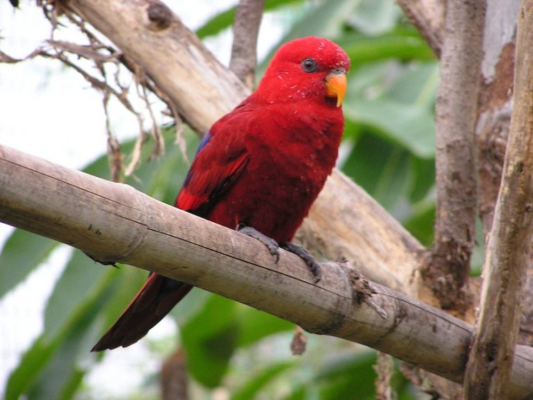 Red Lory Facts, Care as Pets, Pictures