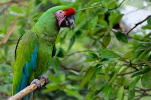 Great Green Macaw Facts, Care as Pets, Images and Video