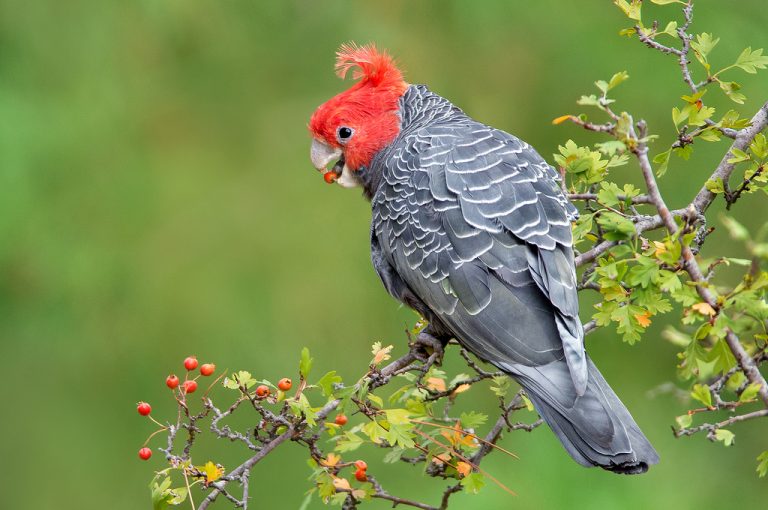 Gang-gang Cockatoo Facts, Care as Pets, Diet, Pictures
